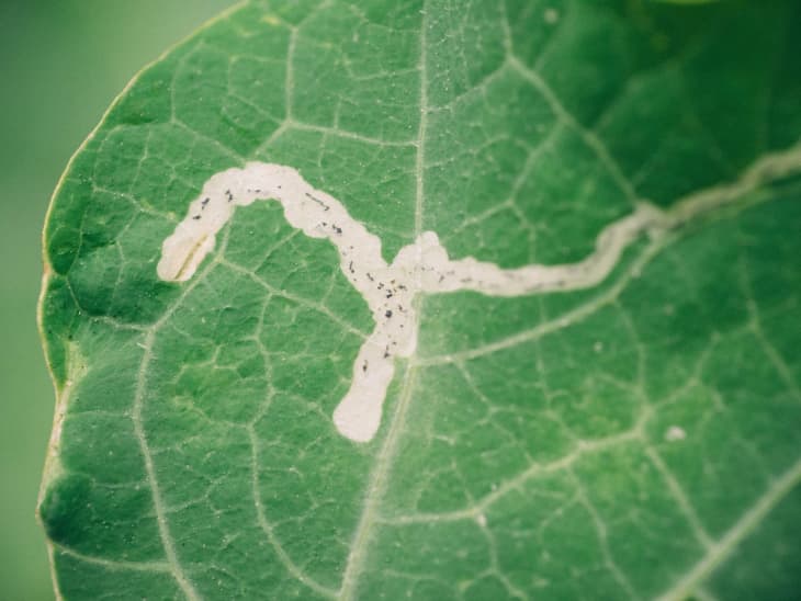 The Good, the Bad & the Ugly: Identifying & Controlling Pests ...