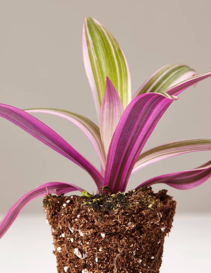 Pink Indoor House Plants | Apartment Therapy