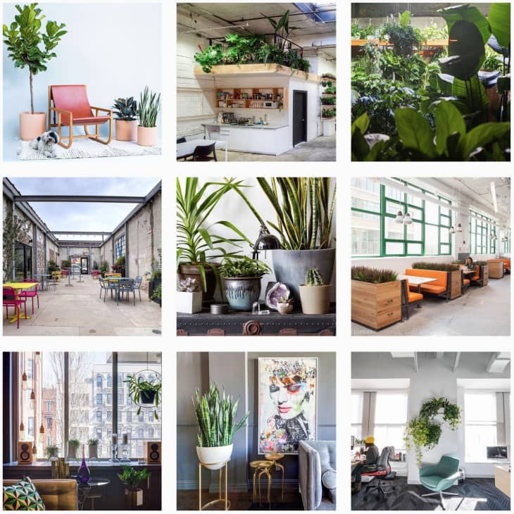 Best Plant Accounts to Follow on Instagram | Apartment Therapy