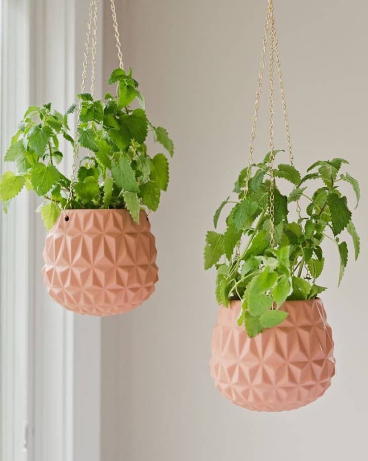 Catnip Plant Care - How to Grow Catnip Indoors | Apartment Therapy