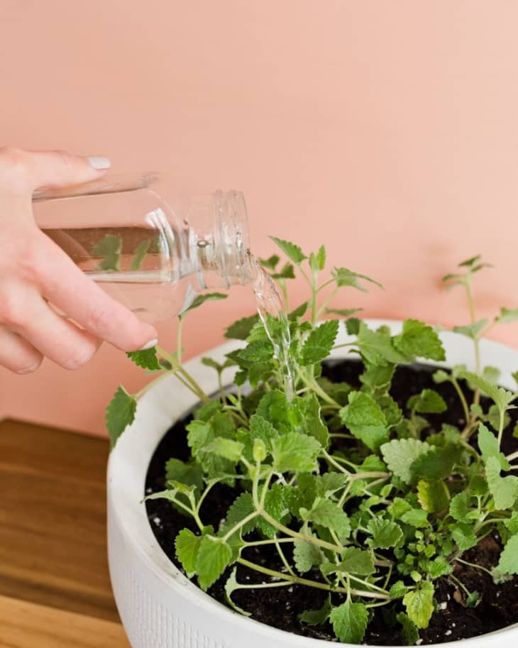 Catnip Plant Care - How to Grow Catnip Indoors | Apartment Therapy