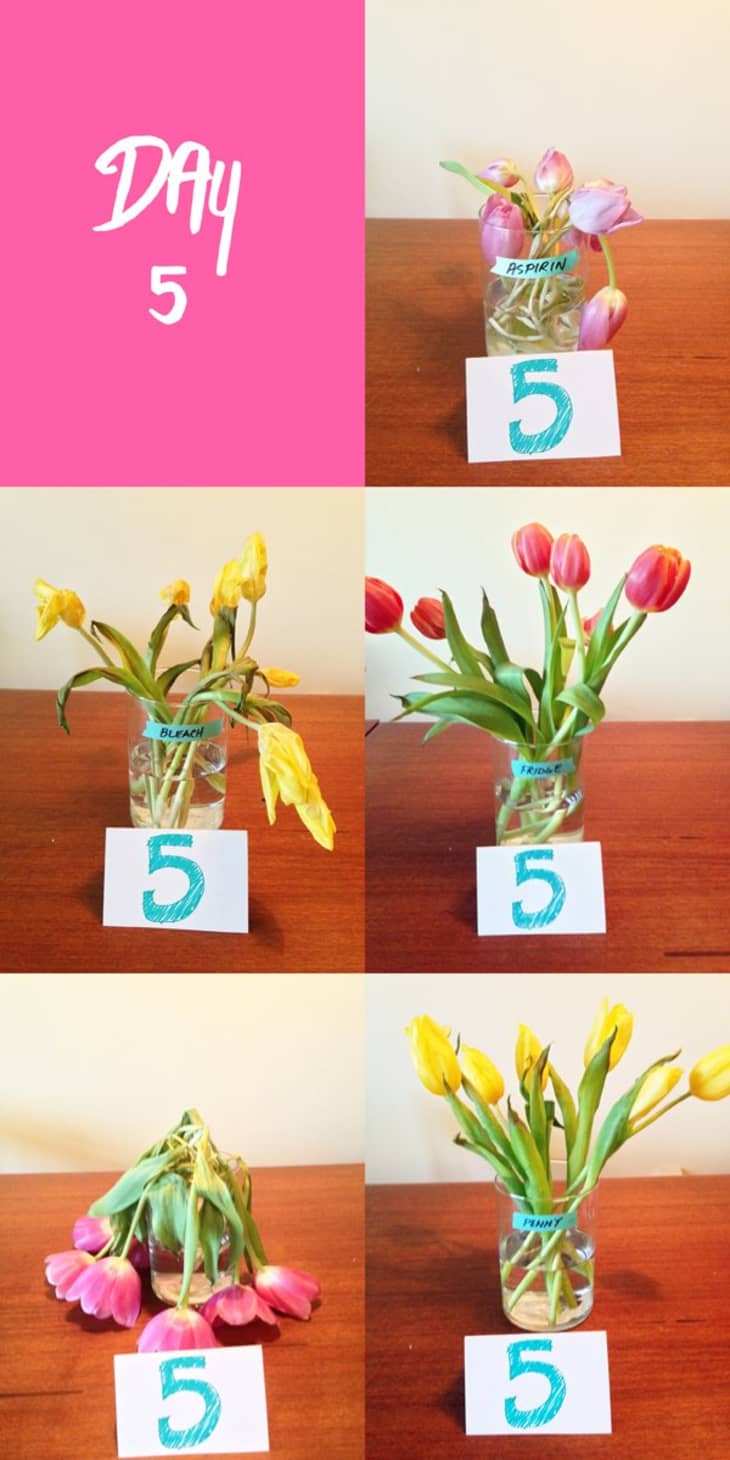 Test Lab: The Best Way to Keep Flowers Fresh | Apartment Therapy