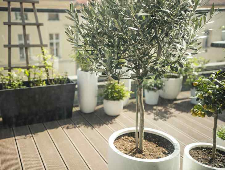 Best Indoor Trees - Large Floor Plants for a Bold Statement | Apartment ...