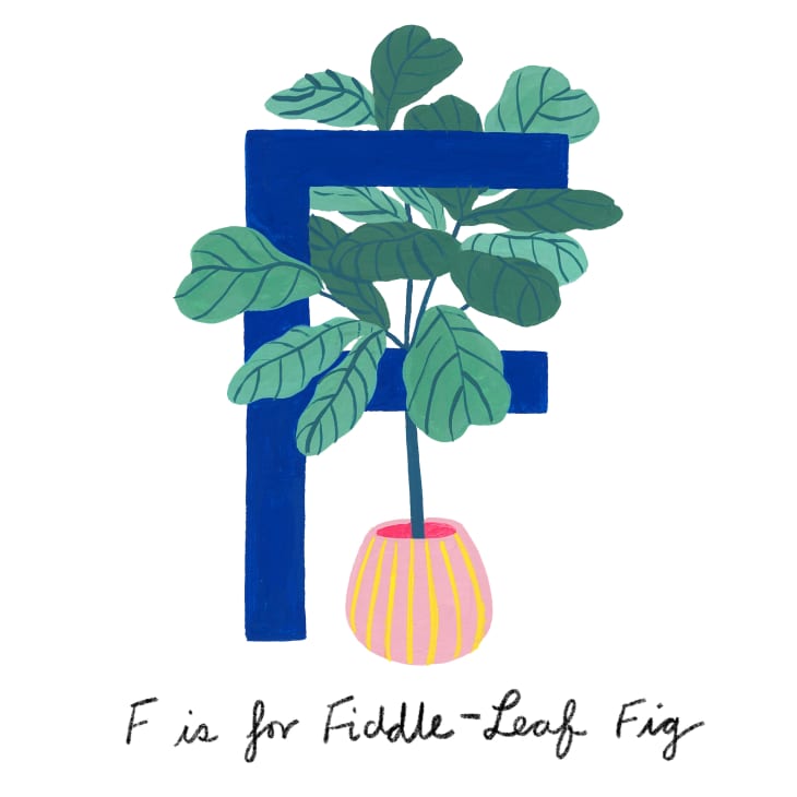 The Complete Guide to Common Houseplants | Apartment Therapy