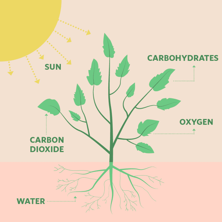 How to Take Care of Plants | Apartment Therapy