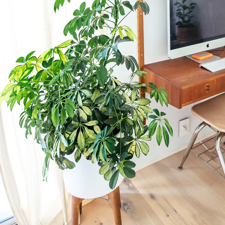 How to Make Big Plants Work in Your Small Home | Apartment Therapy