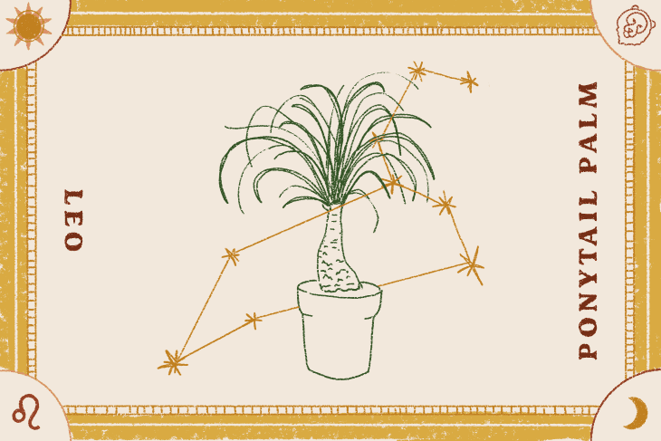 How to Feng Shui with Houseplants Based on Your Astrological Sign ...