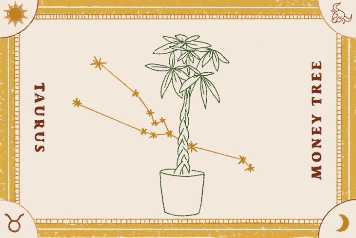 The Best Feng Shui Plants, Based on Your Zodiac Sign | Apartment Therapy