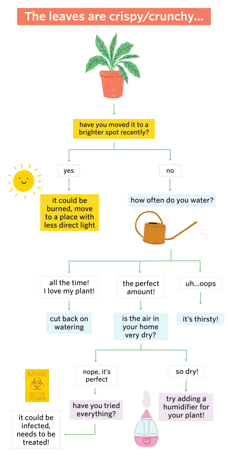 Houseplant Problem Troubleshooting Guide | Apartment Therapy