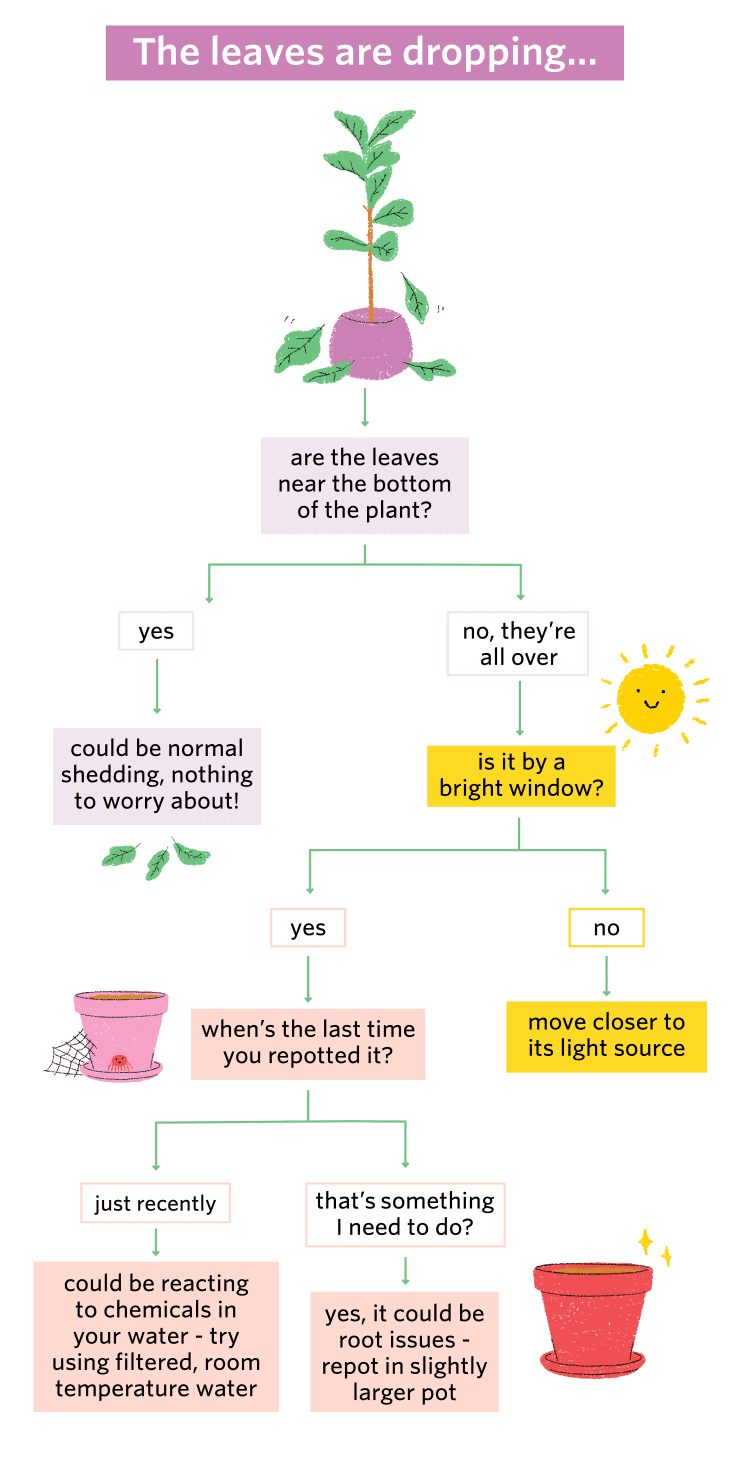Houseplant Problem Troubleshooting Guide | Apartment Therapy
