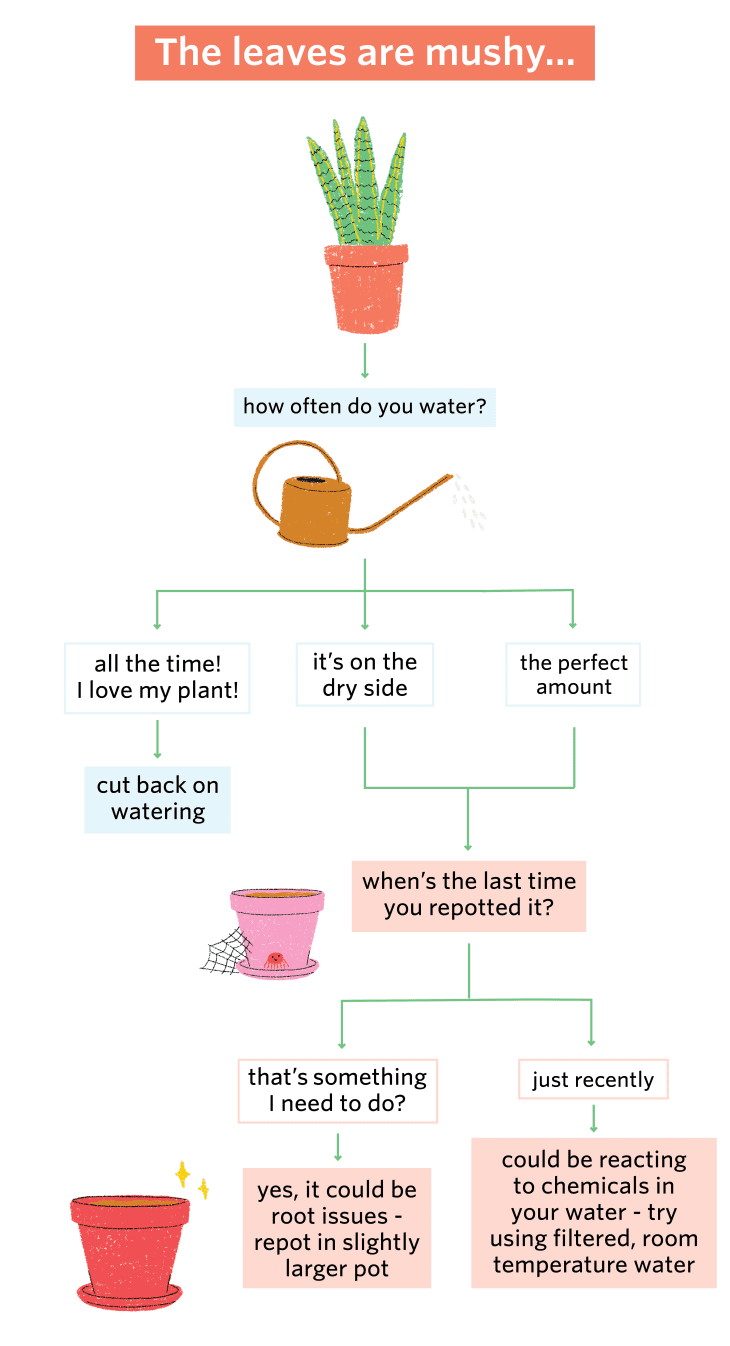 Houseplant Problem Troubleshooting Guide | Apartment Therapy