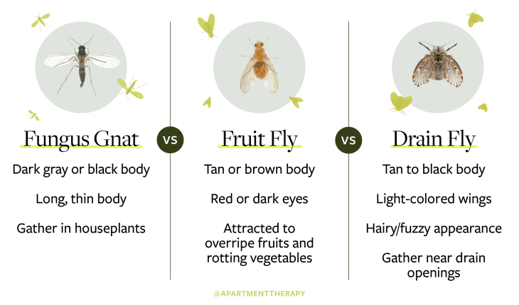 How to Get Rid of Gnats in a Bathroom & Prevent Gnats Later | Apartment ...