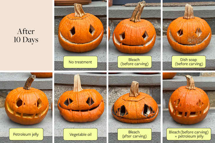 The Best Way to Keep Carved Pumpkins from Rotting | Apartment Therapy