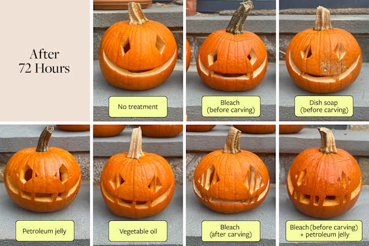 The Best Way to Keep Carved Pumpkins from Rotting | Apartment Therapy