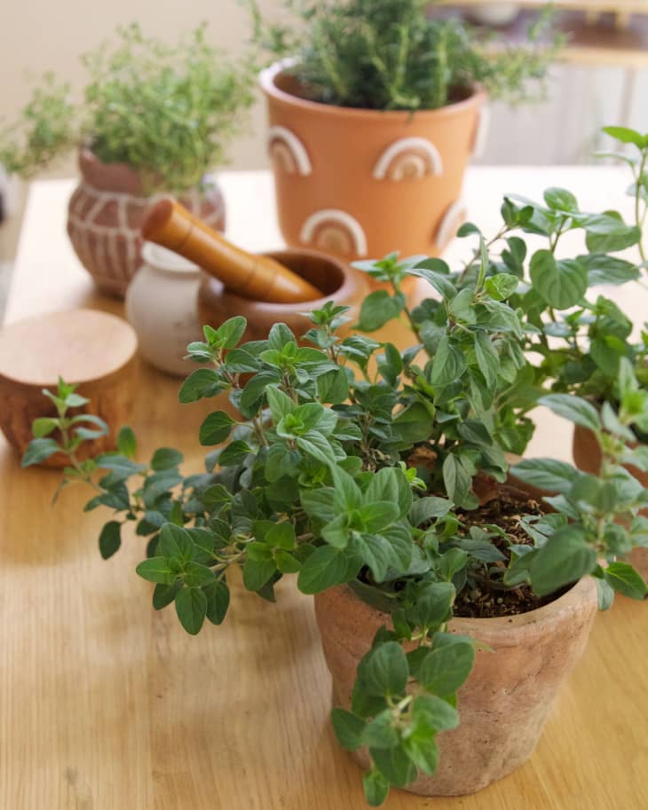How to Grow Herbs Indoors | Apartment Therapy