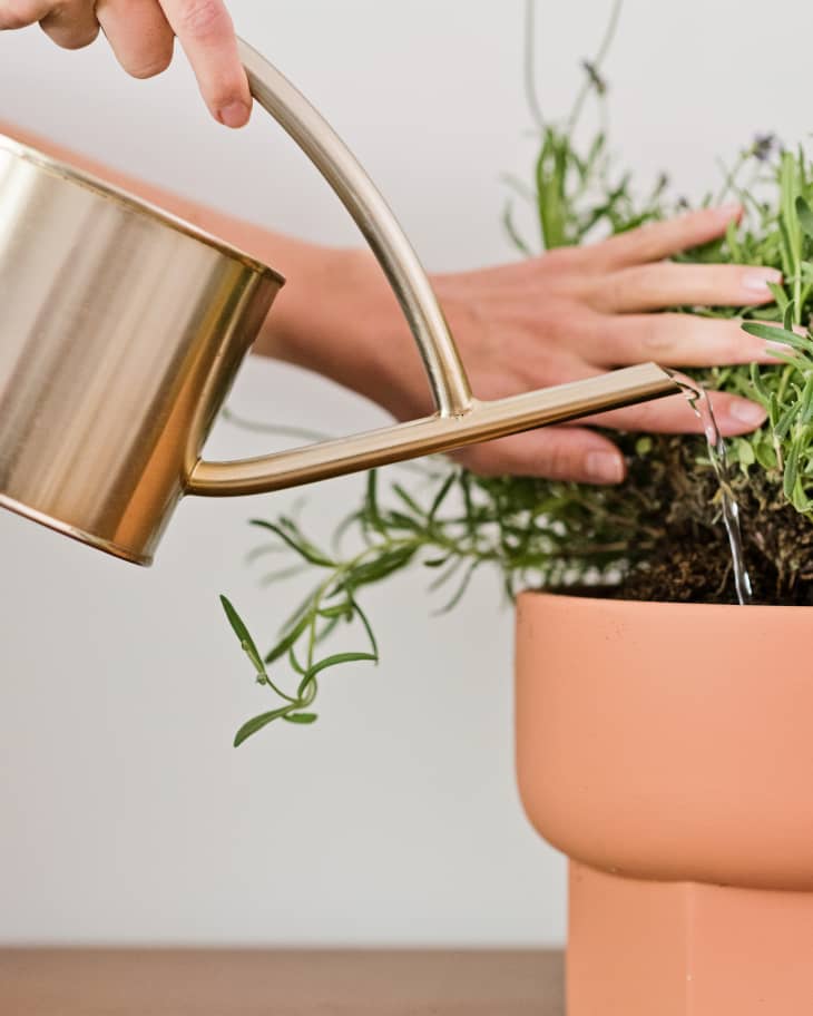 Growing Lavender Indoors: The Do's and Don'ts To Know | Apartment Therapy