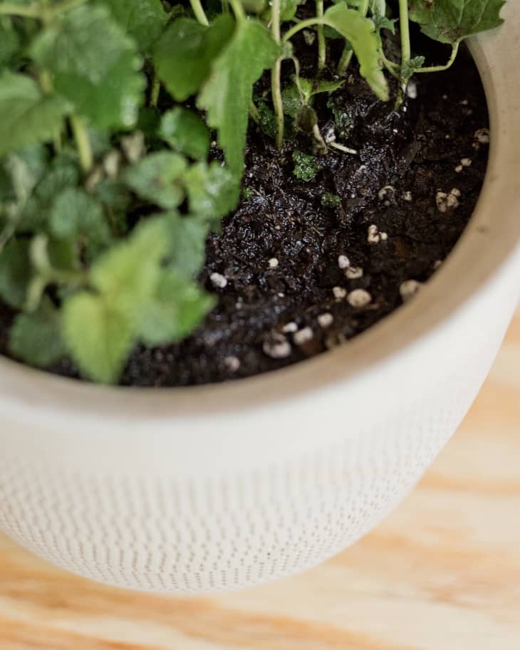 Here's How to Grow Lemon Balm Indoors | Apartment Therapy