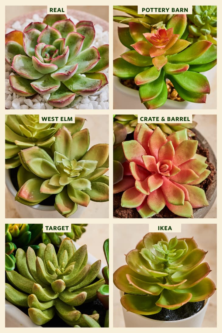 The Best Fake Succulents: IKEA, Target & 3 Others | Apartment Therapy