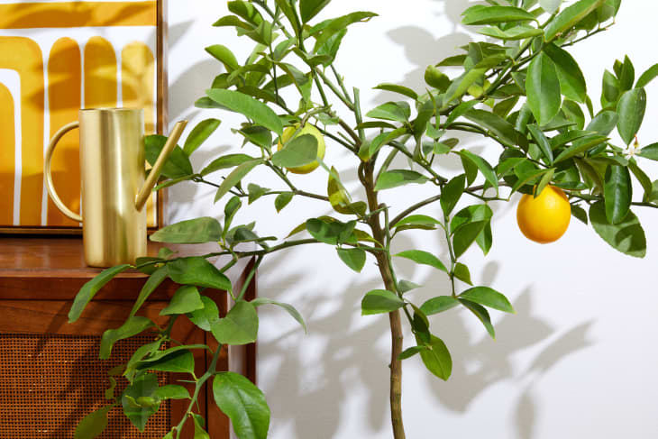 How to Grow Indoor Lemon Trees (and Actually Get Fruit!) | Apartment ...