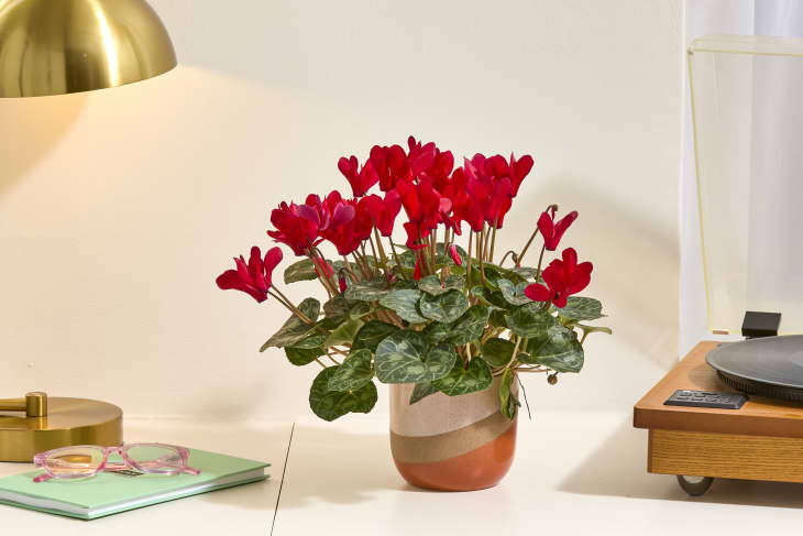 How to Care for Cyclamen: Instructions and Growing Advice | Apartment ...