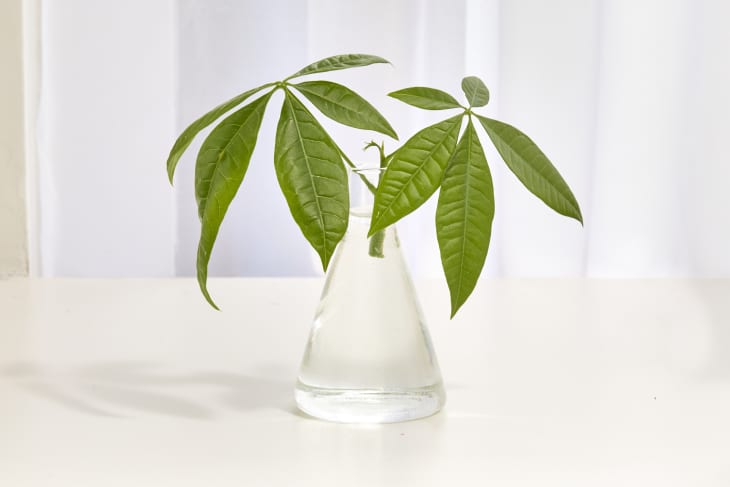 Money Tree Plant Care - How to Grow Money Trees | Apartment Therapy