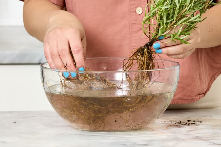 How to Grow Hydroponic Gardens for Houseplants and Veggies | Apartment ...