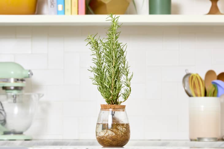 How to Grow Hydroponic Gardens for Houseplants and Veggies | Apartment ...