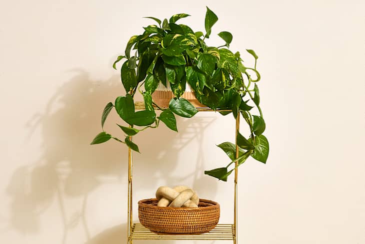 9 Easiest Houseplants Any Beginner Can Keep Alive (Really!) | Apartment ...
