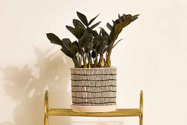 9 Easiest Houseplants Any Beginner Can Keep Alive (Really!) | Apartment ...