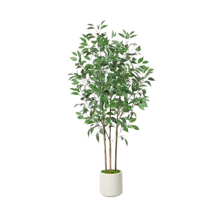 Costco Is Selling a Ficus and Pothos Combo for Under $70 | Apartment ...