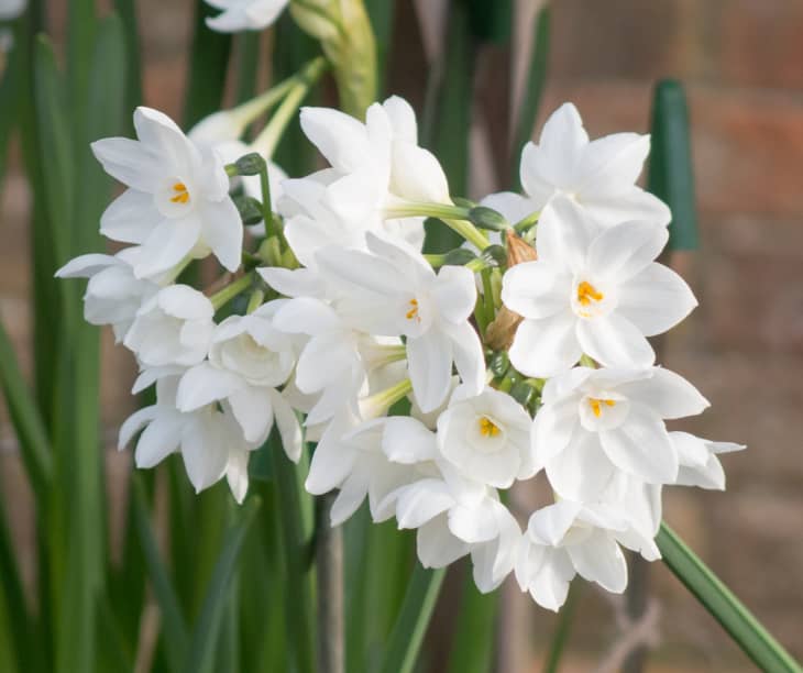 How to Grow Paperwhite Flowers - Forcing Paperwhite Bulbs Indoors ...
