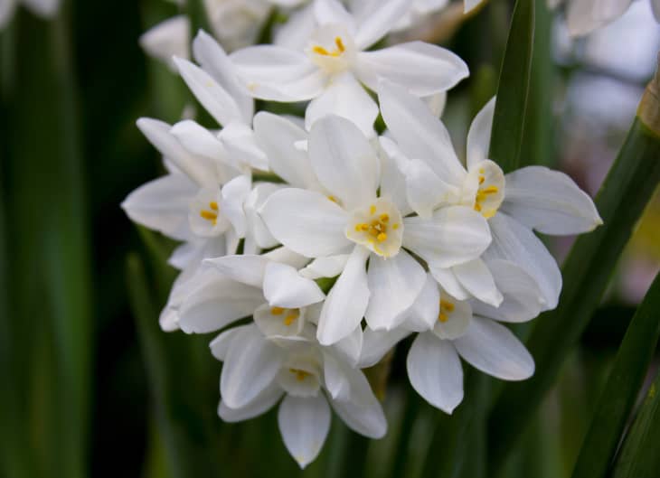 How to Grow Paperwhite Flowers - Forcing Paperwhite Bulbs Indoors ...