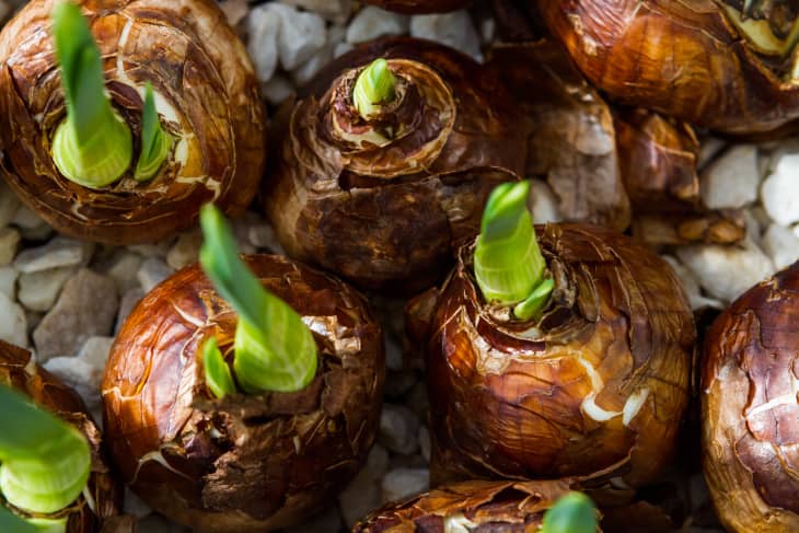 How to Grow Paperwhite Flowers - Forcing Paperwhite Bulbs Indoors ...