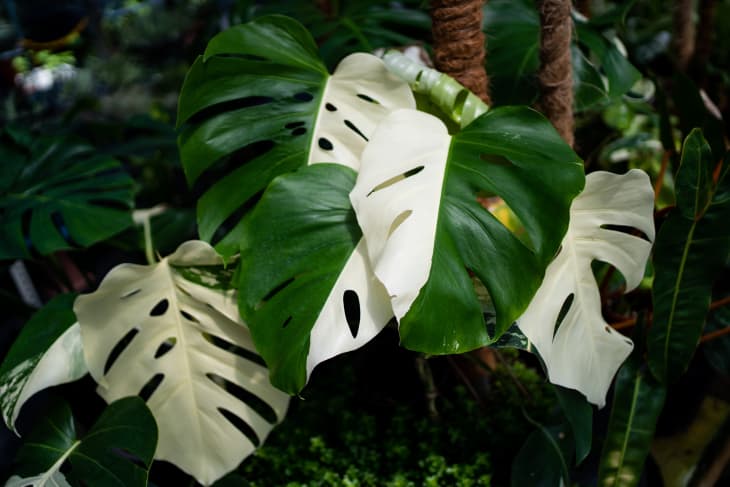 How to Care for Variegated Plants - Variegated Plant Care | Apartment ...
