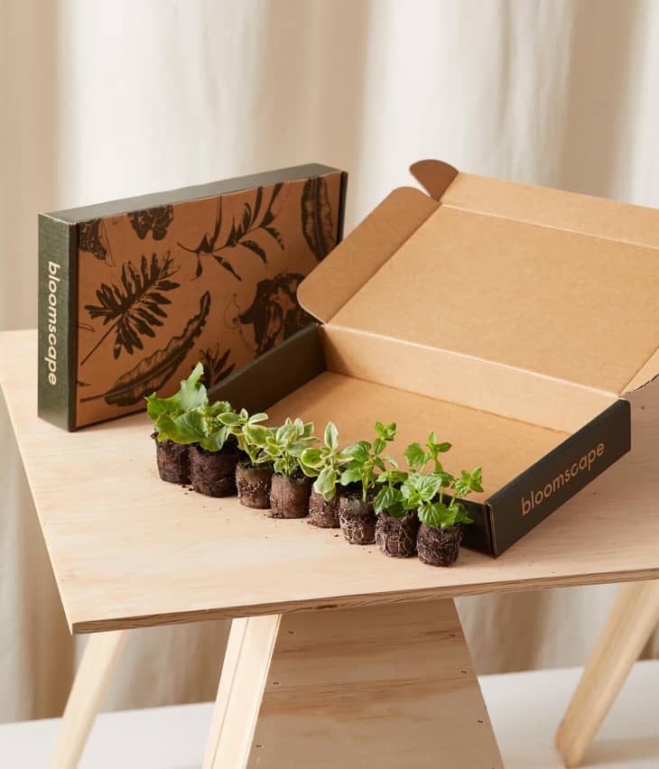 Bloomscape's 2021 Outdoor Gardening Bloom Kits Launch | Apartment Therapy