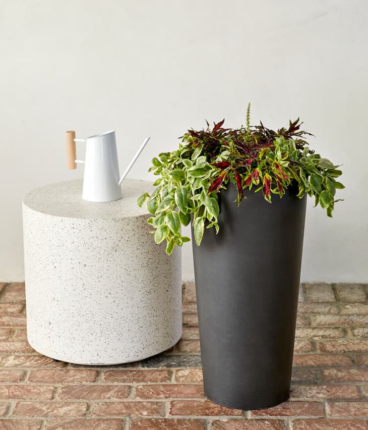 Bloomscape's 2021 Outdoor Gardening Bloom Kits Launch | Apartment Therapy