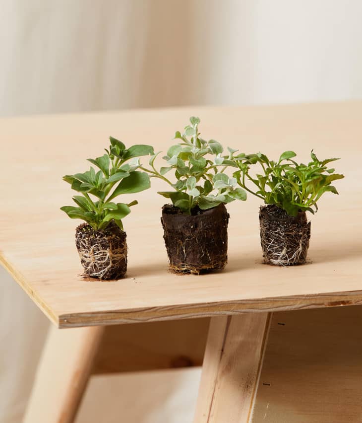Bloomscape's 2021 Outdoor Gardening Bloom Kits Launch | Apartment Therapy