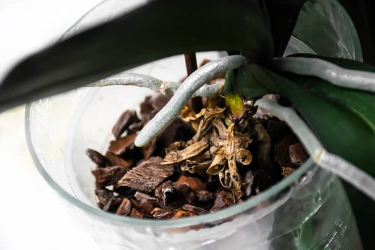 Beginner Orchid Tips - Orchid Care Advice for Beginners | Apartment Therapy