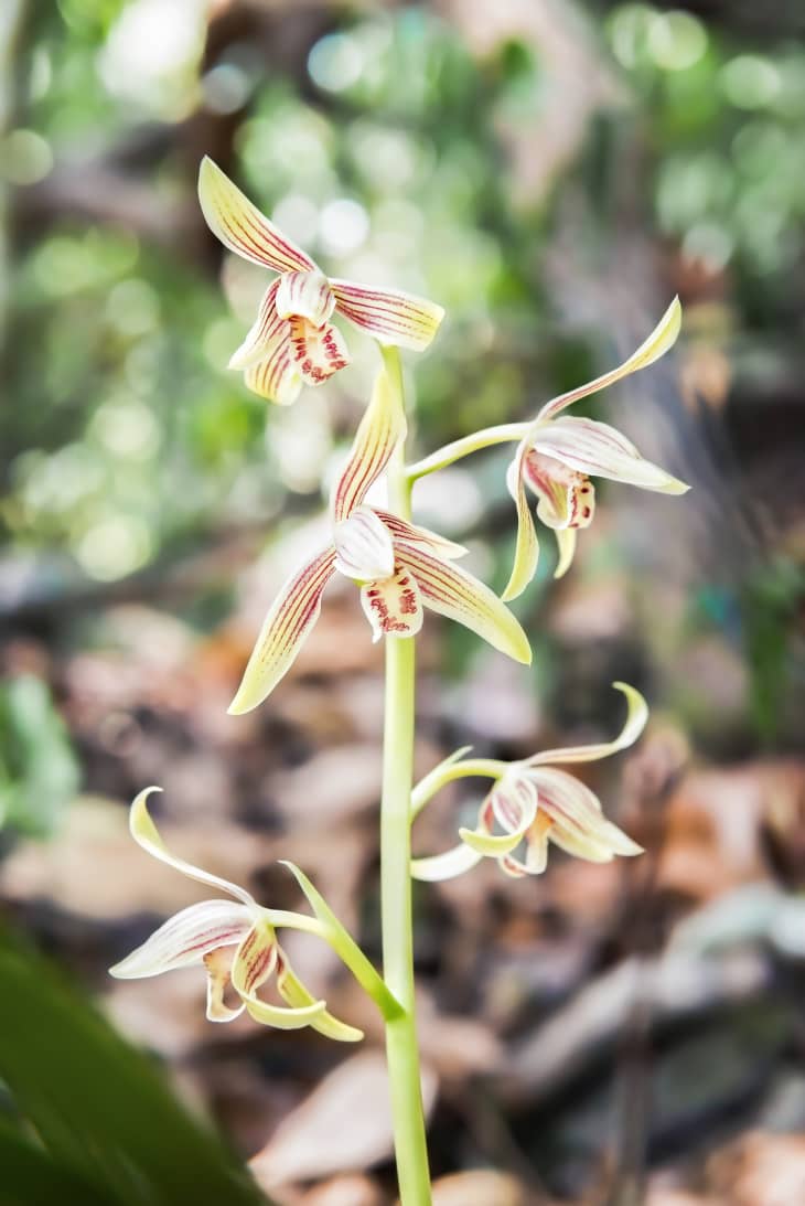 Beginner Orchid Tips - Orchid Care Advice for Beginners | Apartment Therapy