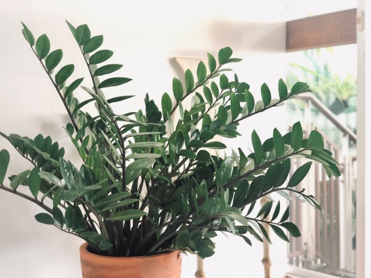 Lucky Lunar New Year Plants | Apartment Therapy