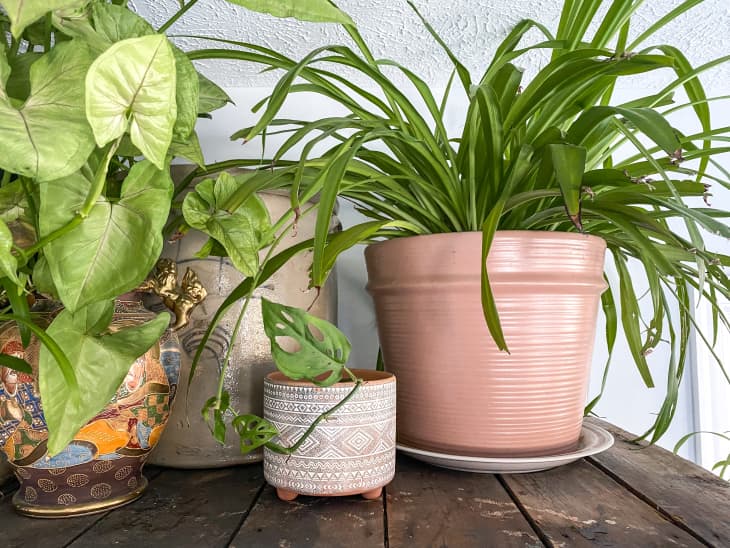 Why You Should Use Thrifted Trays for Your Houseplants | Apartment Therapy