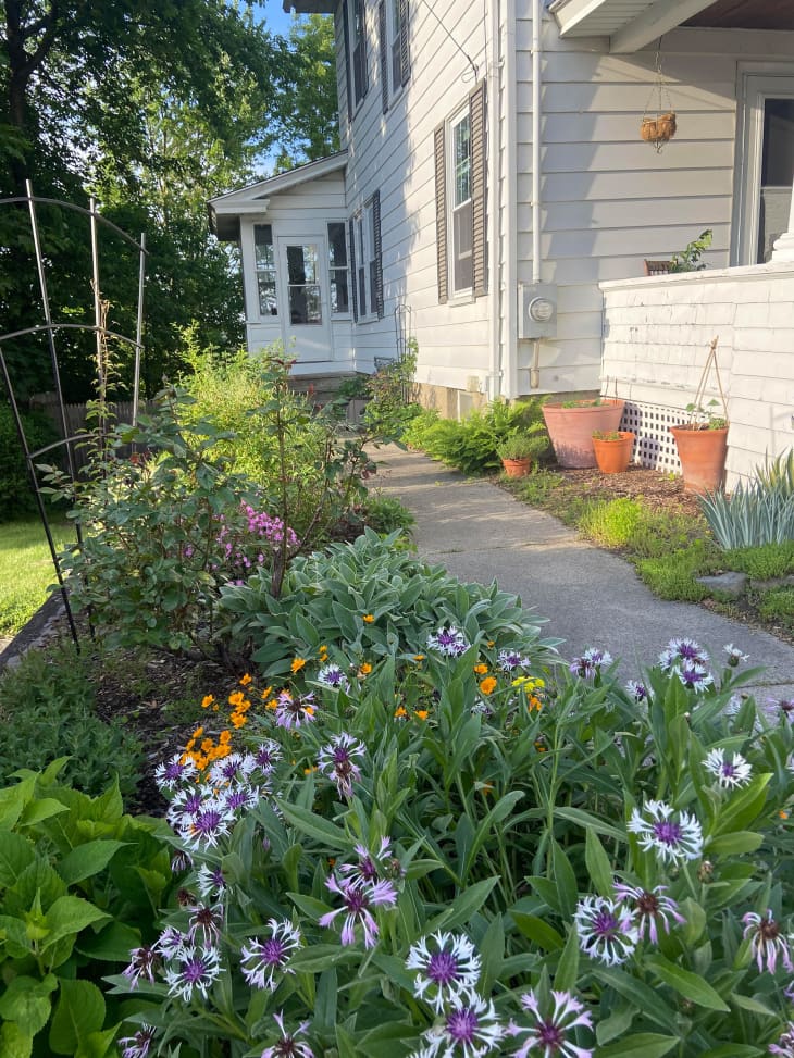My Great Grandma's 100-Year-Old Gardening Method Never Fails ...