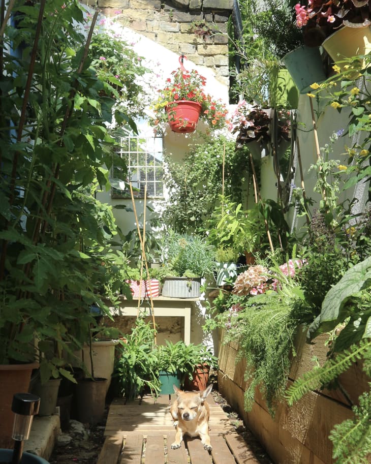 A “Bleak” Yard Space Becomes a Beautiful Outdoor Oasis for $578 ...