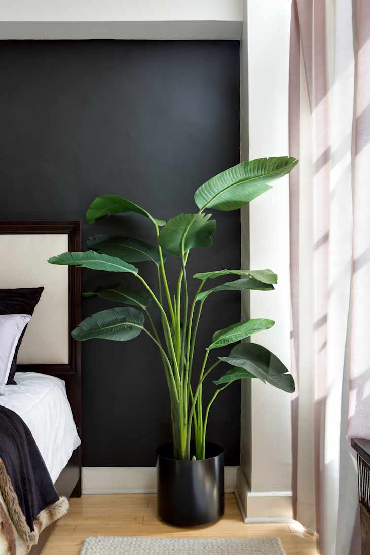 Best Indoor Trees - Large Floor Plants for a Bold Statement | Apartment ...