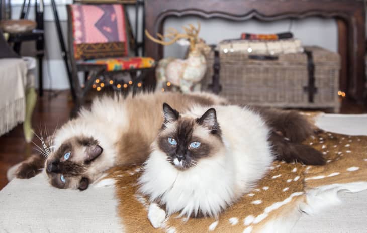 6 Hypoallergenic Cat Breeds for People With Allergies | Apartment Therapy