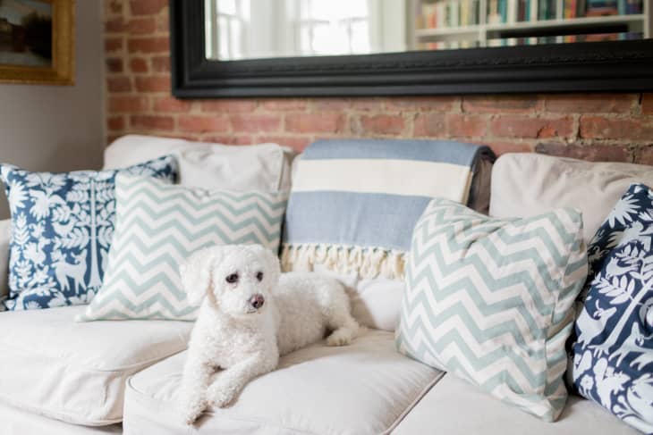 Dog Birthday Party Ideas — Throw Your Dog a Birthday Party | Apartment ...