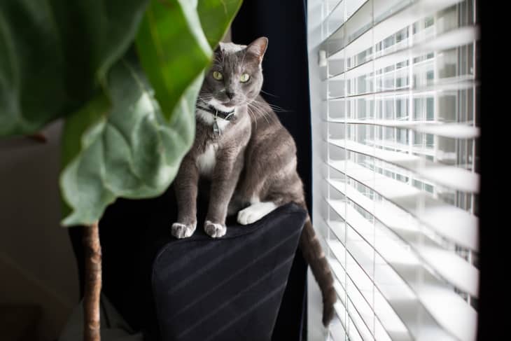 How to Entertain Cats in Apartments: 6 Small Space Ideas | Apartment ...