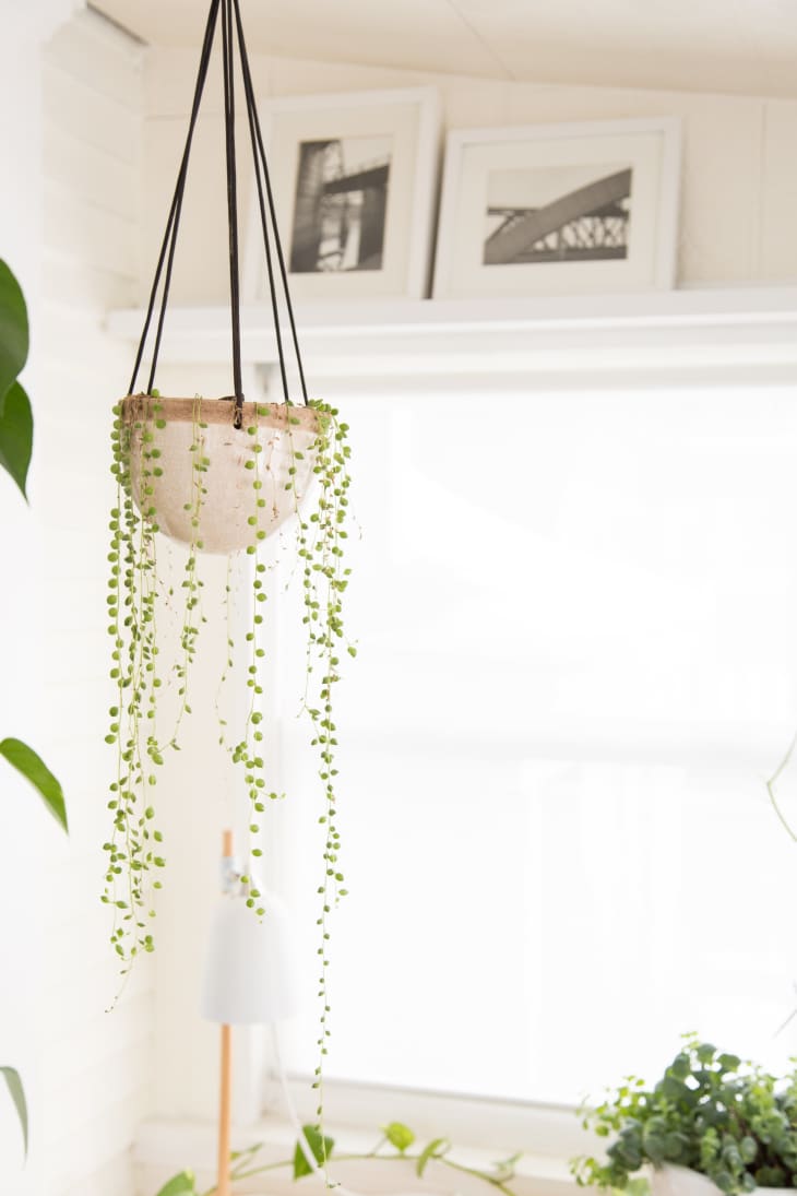 String of Pearls Plant Care - How to Grow & Maintain String of Pearls ...
