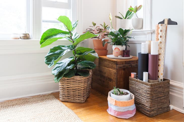 A Guide for How to Group Plants | Apartment Therapy