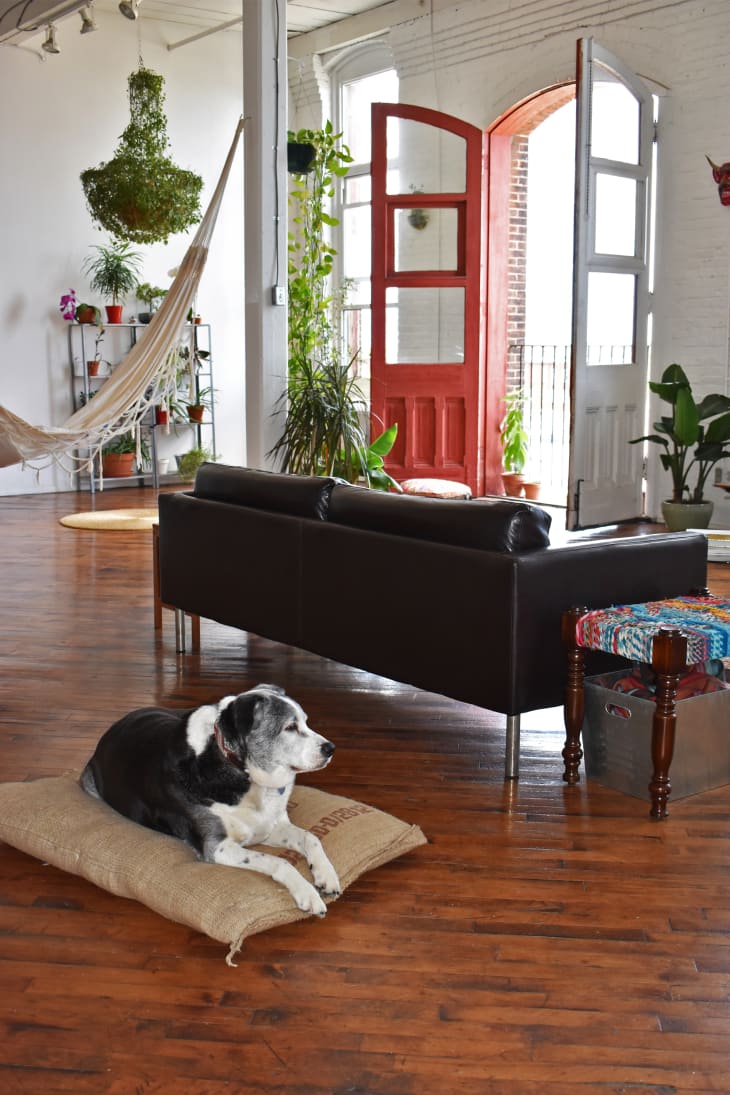 Plant Filled Rental Loft in Philadelphia Tour Photos | Apartment Therapy